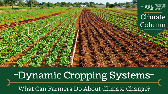 What Can Farmers Do About Climate Change? Dynamic Cropping Systems ...